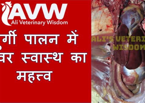 Layer Feed Formulation How To Formulate Layer Feed Ali Veterinary