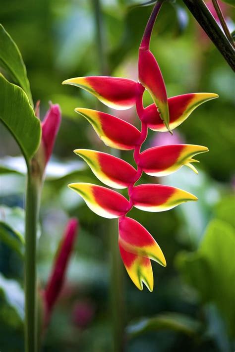 Heliconia Heliconia Flower Bulb Flowers Heliconia Plant
