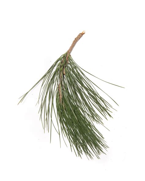 National Champion Tree Program