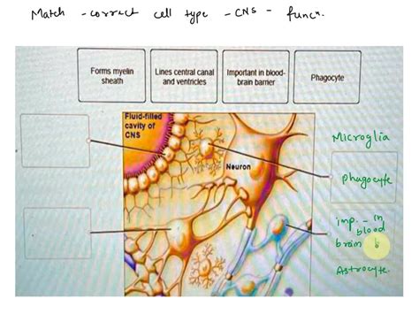 Solved Identify Cns Neuroglia Based On Function Match The Function Of