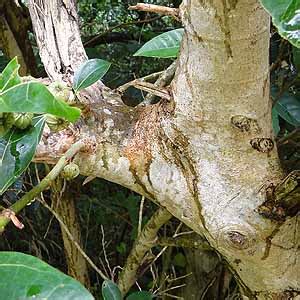 Ficus Septica