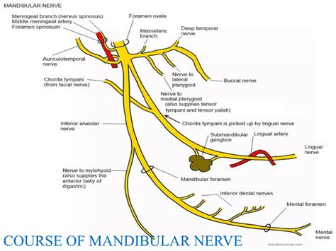 Mandibular Nerve Blocks Techniques Pptx