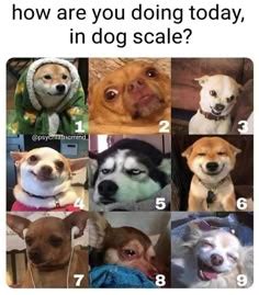 20 Animal Mood Scales Ideas How Are You Feeling Funny In Memes