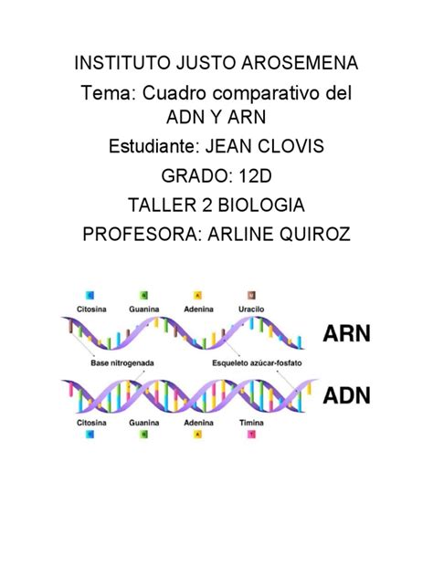 Cuadro Comparativo Del Adn Y Arn Pdf
