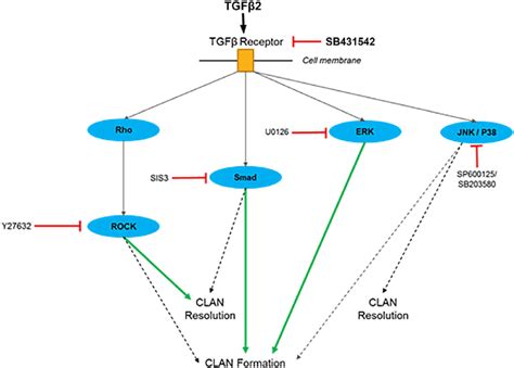 Hypothesized Roles Of The Tgfb2 Pathway And Inhibitors In Clan