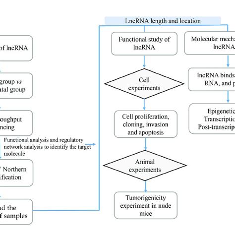 The Modes Of Action Of Long Non Coding Rnas Lncrnas In Tumors A Download Scientific