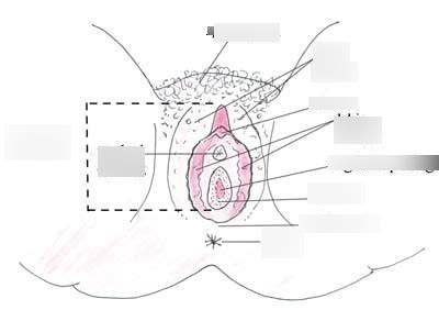 Human Sexuality St Exam Diagram Quizlet