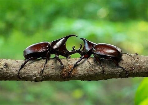 22 Rhinoceros Beetle Facts 1500 Species Strength Rating Storyteller