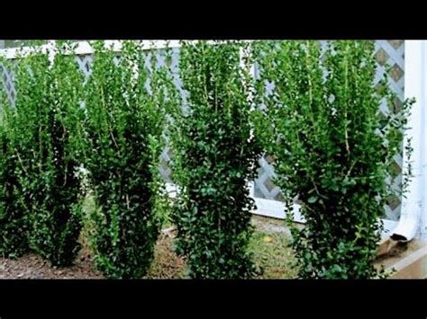 How Far Apart Should I Plant Green Tower Boxwood