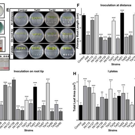Co Cultivation Of Arabidopsis Thaliana Seedlings With Endophytic Download Scientific Diagram