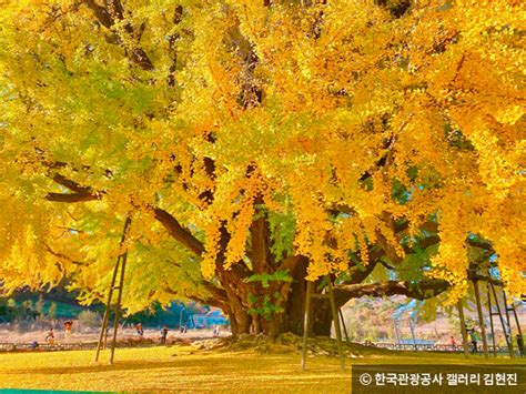 거대한 황금빛 단풍 원주 1000년 은행나무를 아시나요