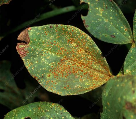 Broad Bean Rust Stock Image C Science Photo Library