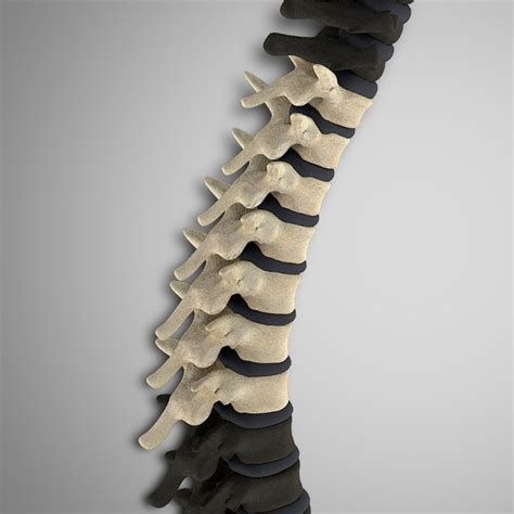 Vertebrae Of C7 T6 3d Muscle Lab