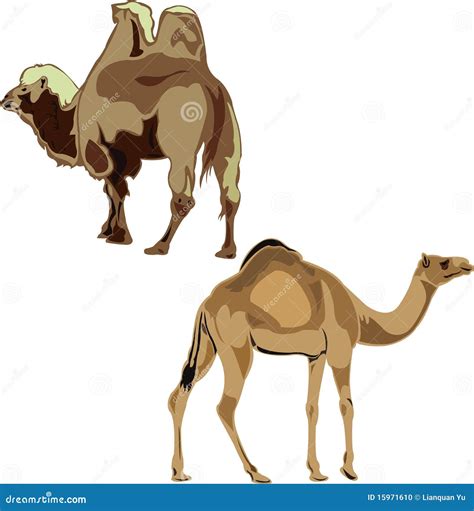 Dromedary And Bactrian Camel Stock Vector Illustration Of Strong