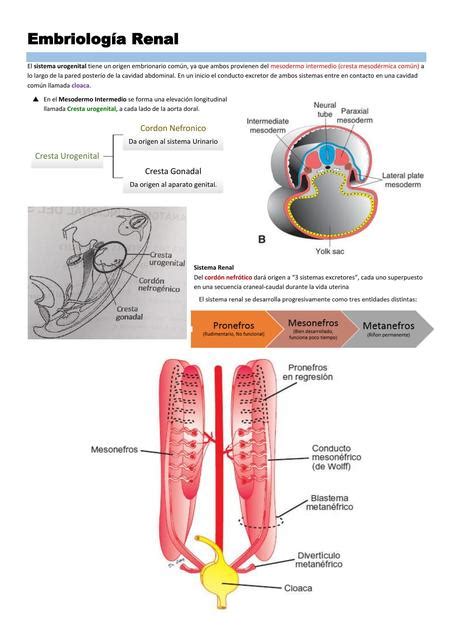 Excretor Udocz