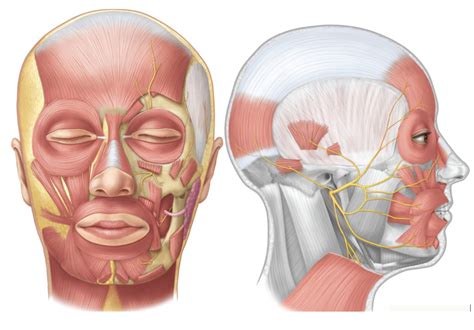 Facial Muscles Nerve Branches Diagram Quizlet