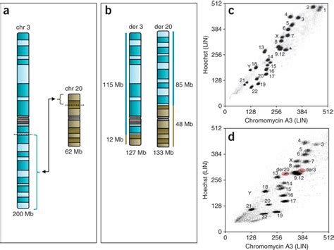 A Schematic Detailing The Flow Sorting Of The Derivative Chromosomes