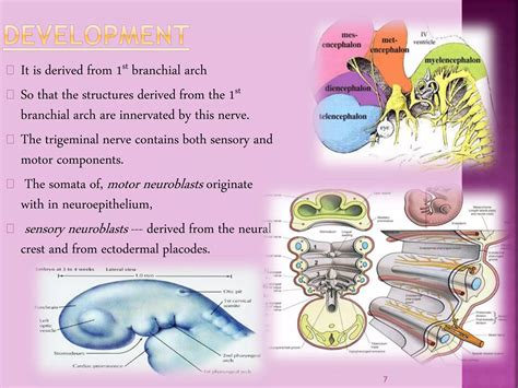 Trigeminal Nerve And Its Importance In Max Fac Surgery Pptx