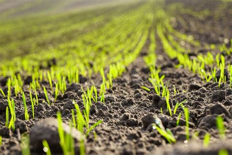 Young Sprouts Of Winter Wheat Of Grain Crops Fertile Agricultural Land Stock Image Image Of