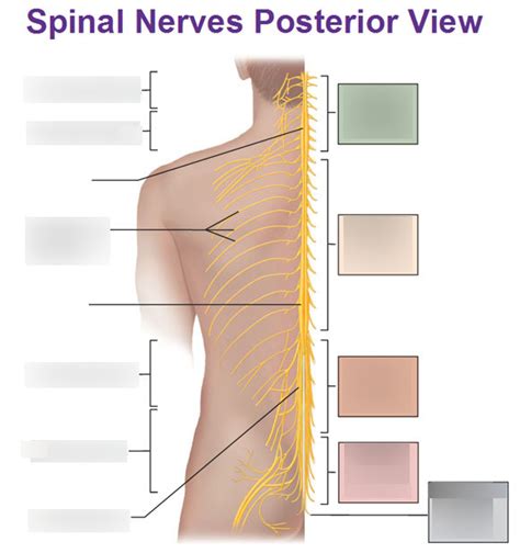 Spinal Nerves And Nerve Plexus Lab Exam Diagram Quizlet