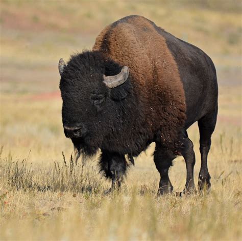 Bison In Custer State Park Smithsonian Photo Contest Smithsonian Magazine