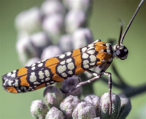 26 Common Insects You Can Find In Texas 2025 Bird Watching Hq