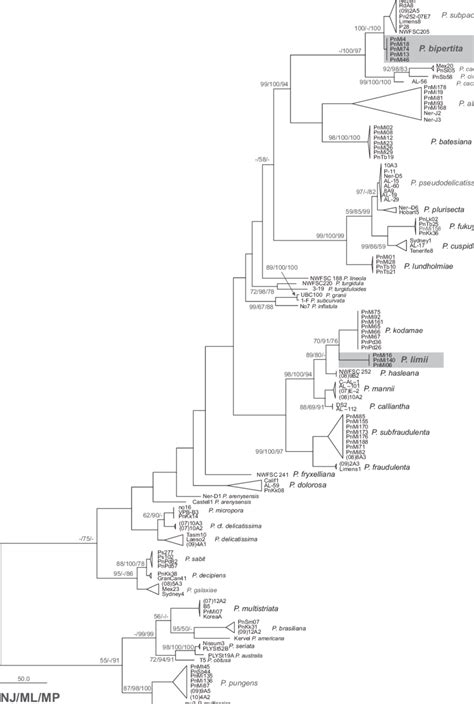Phylogenetic Tree Inferred From Maximum Parsimony Mp Based On