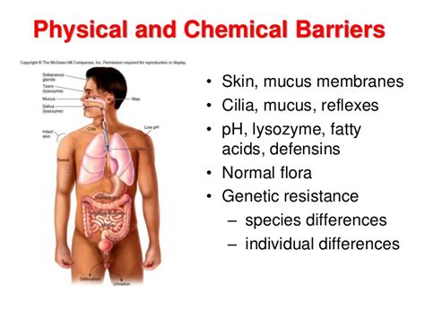 Physico Chemical Barriers Of Innate Immunity Overall Science