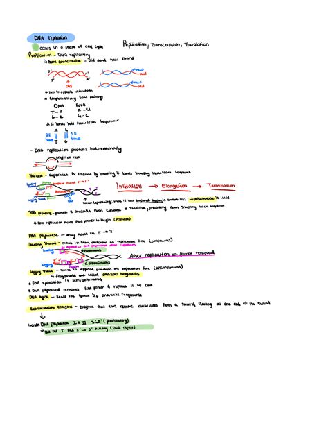 Midterm Study Guide On DNA Replication Transcription And Translation DNAreplication Studocu