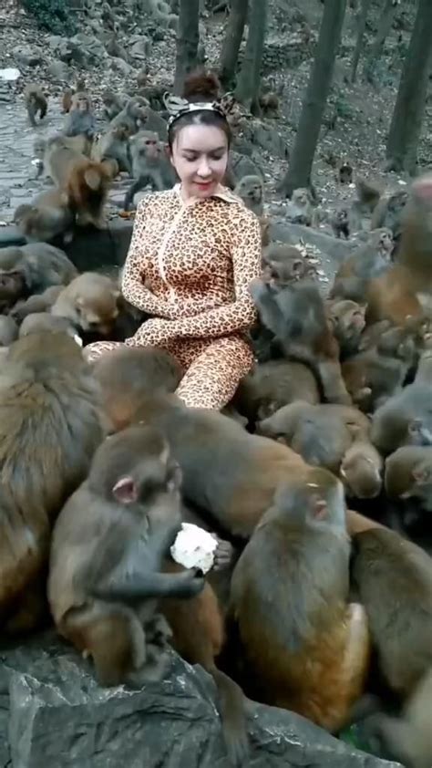 Laugh Out Loud With Hilarious Monkey Mischief 🙊😆 Video Monkeys