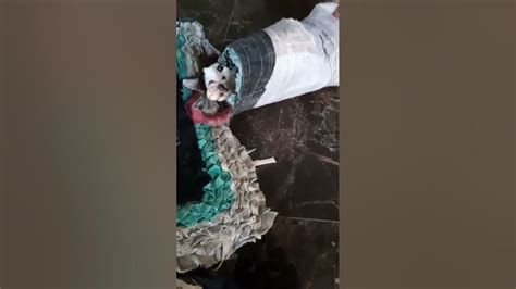 ටුටූ බටූ😜බටු ටුටු🤭 Youtubeshorts Youtube