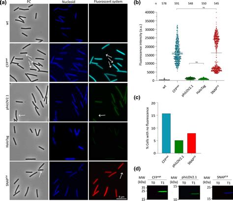 The Cytosolic Fluorescent Systems Of C Difficile Analysis Of C