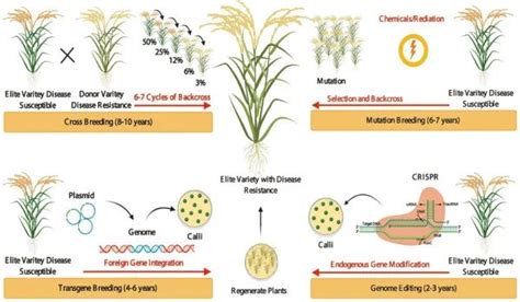 Genome Editing Used To Create Disease Resistant Rice Assignment Point