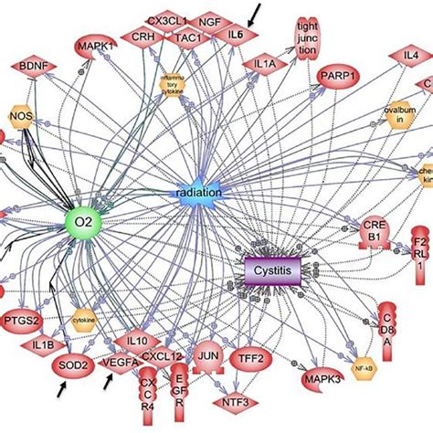 Pathway Analysis To Select Genes Of Interest Highlighted By The Black Download Scientific