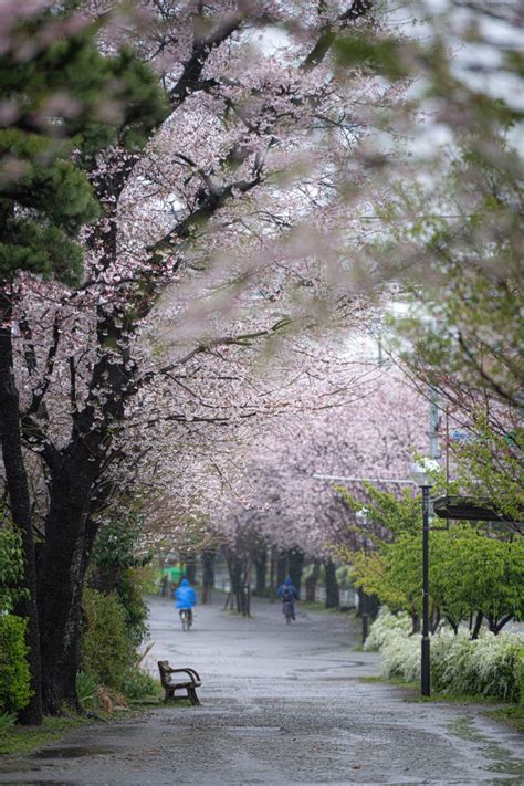 花散らし雨 GANREF