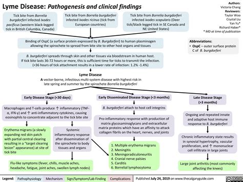 Lyme Disease Pathogenesis And Clinical Findings Calgary Guidecalgary