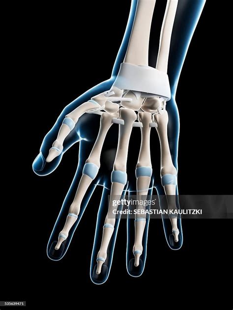 Human Hand Bones Artwork High Res Vector Graphic Getty Images