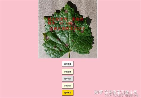 葡萄叶病害识别（图像连续识别和视频识别，python代码，pytorch框架） 知乎