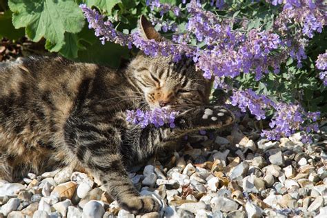 Catnip Cold Tolerance How To Care For Catnip Plants In Winter