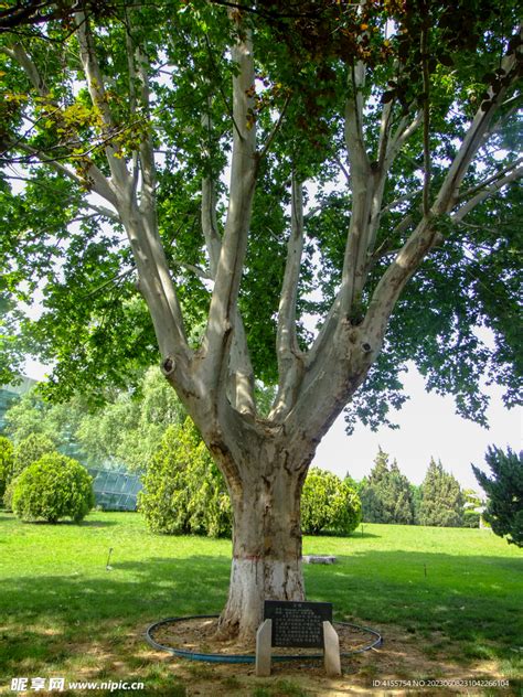 法国梧桐摄影图 其他 自然景观 摄影图库 昵图网