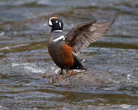 Harlequin Duck Audubon Field Guide