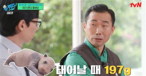 유퀴즈 강철원 판다 푸바오 100kg 넘어 호기심 多[별별tv]