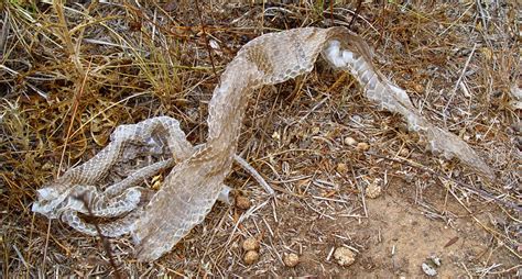 Como Se Curte La Piel De Vibora De Cascabel At Elaine Hudson Blog