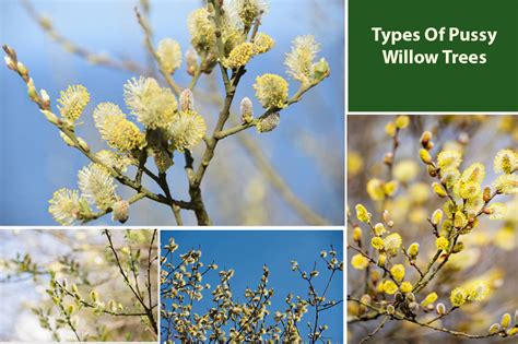 Types Of Pussy Willow Trees Easy Going And Simple To Grow Embracegardening