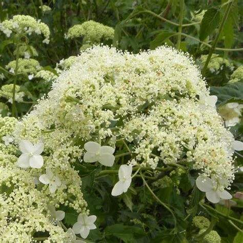 A J A W T C F G H [ X 3 B G