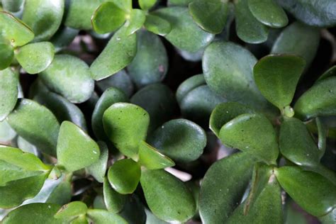 Wrinkled Leaves On Jade Plants Symptoms Causes And Fixes Thegrowingleaf