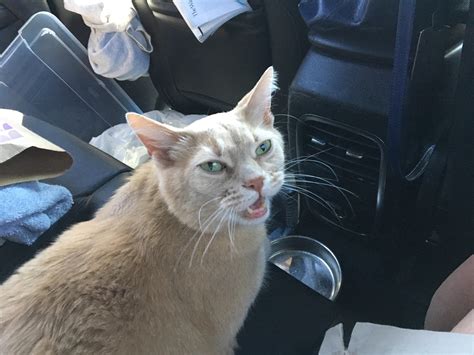 My Cat Protesting His Move From Michigan To Tennessee Aww