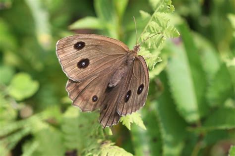 ジャノメチョウ珍しい生態写真や生息地食草越冬亜種などを解説 蝶と昆虫のWEBメディア