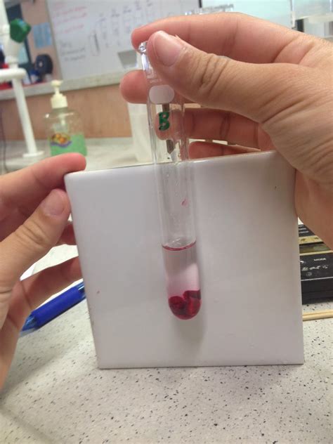 Biology Interactive Notebook Natasha Tai Class 304 Beetroot Practical Experiment