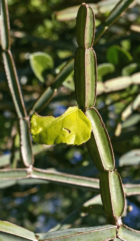 Green Cissus Quadrangularis Powder Packaging Type Bag At ₹ 700 Kg In Ahmedabad